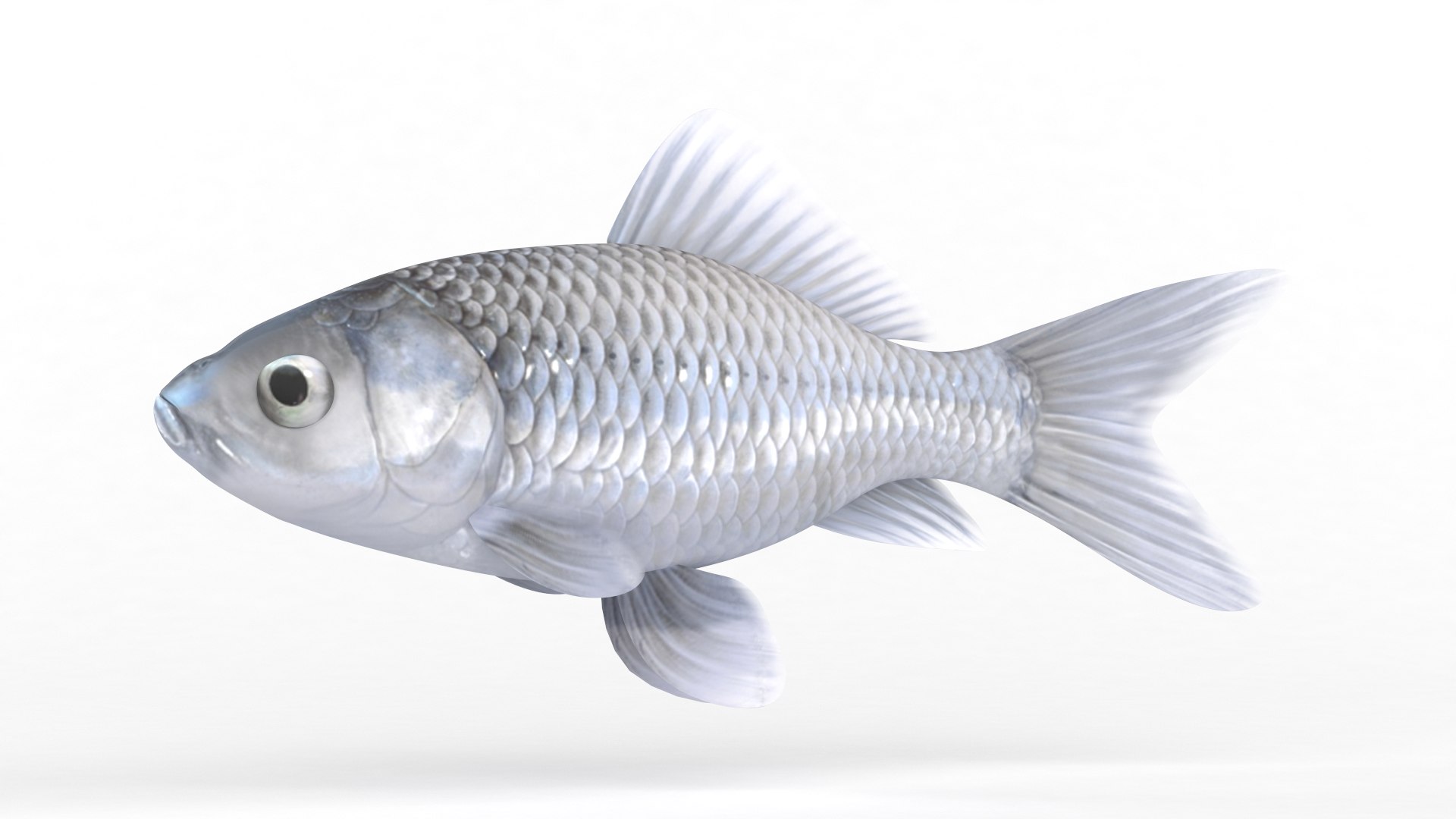 Fish Model 3D Model - TurboSquid 2200027