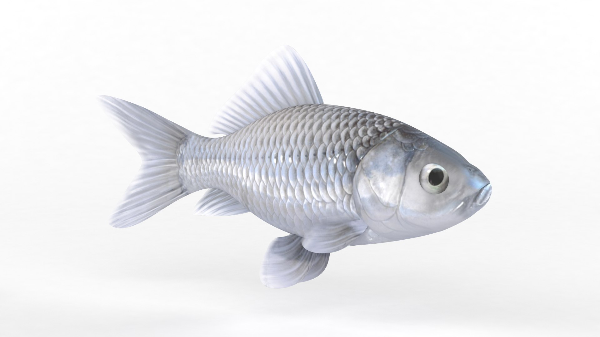 Fish Model 3D Model - TurboSquid 2200027