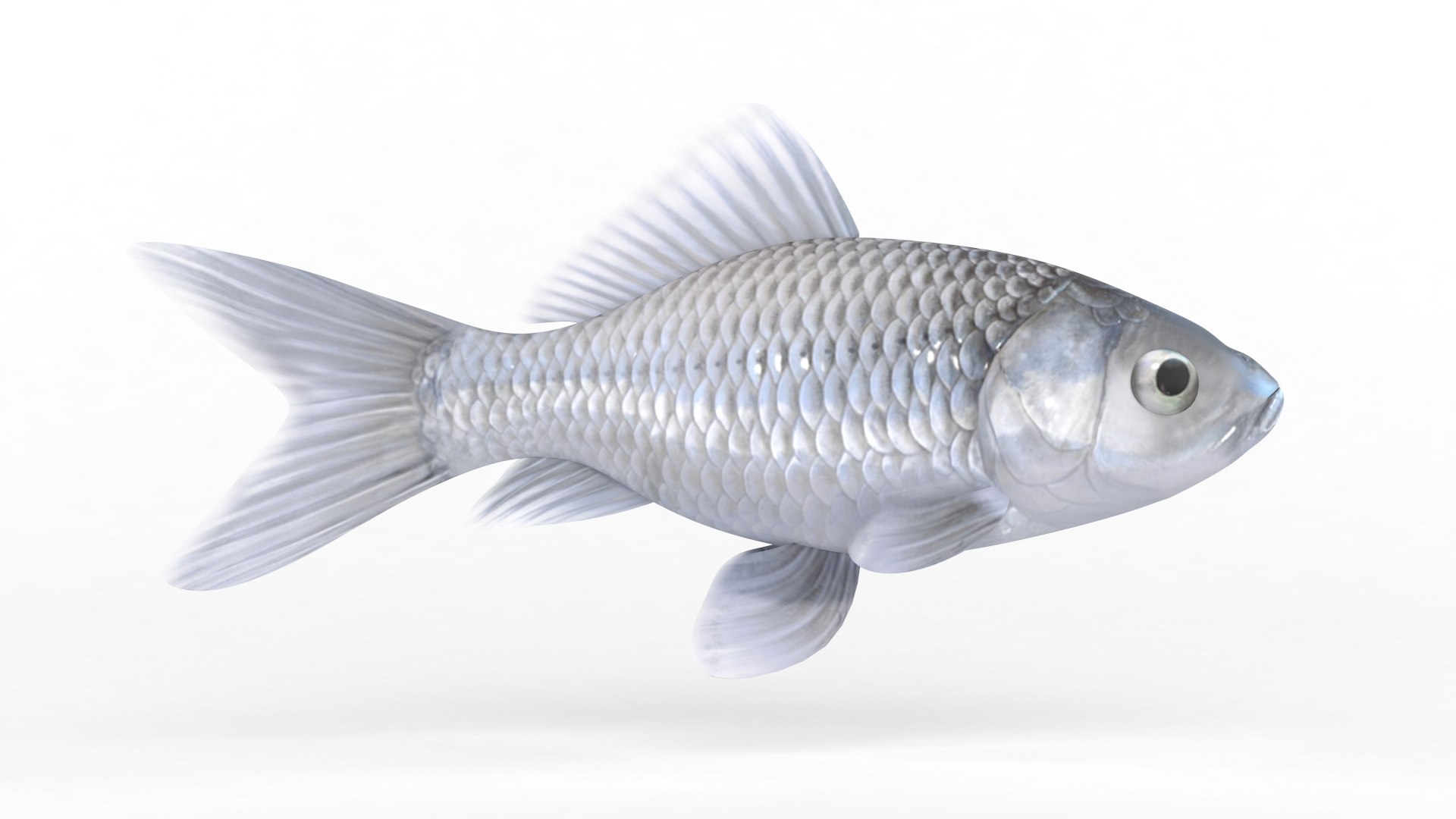 Fish Model 3D Model - TurboSquid 2200027