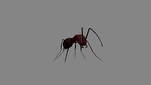 Animated Ant 3D Models For Download | TurboSquid
