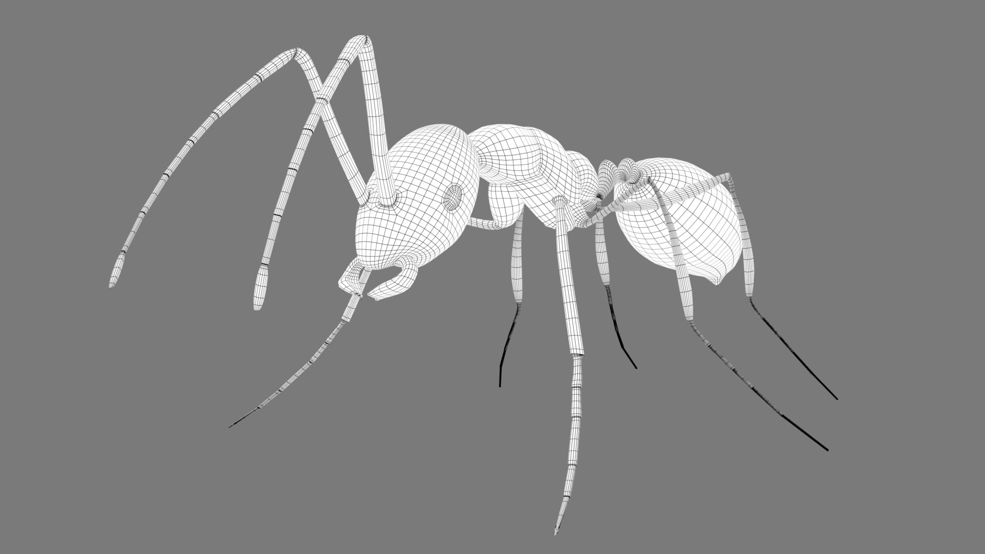 3D Model Ant - TurboSquid 1373708