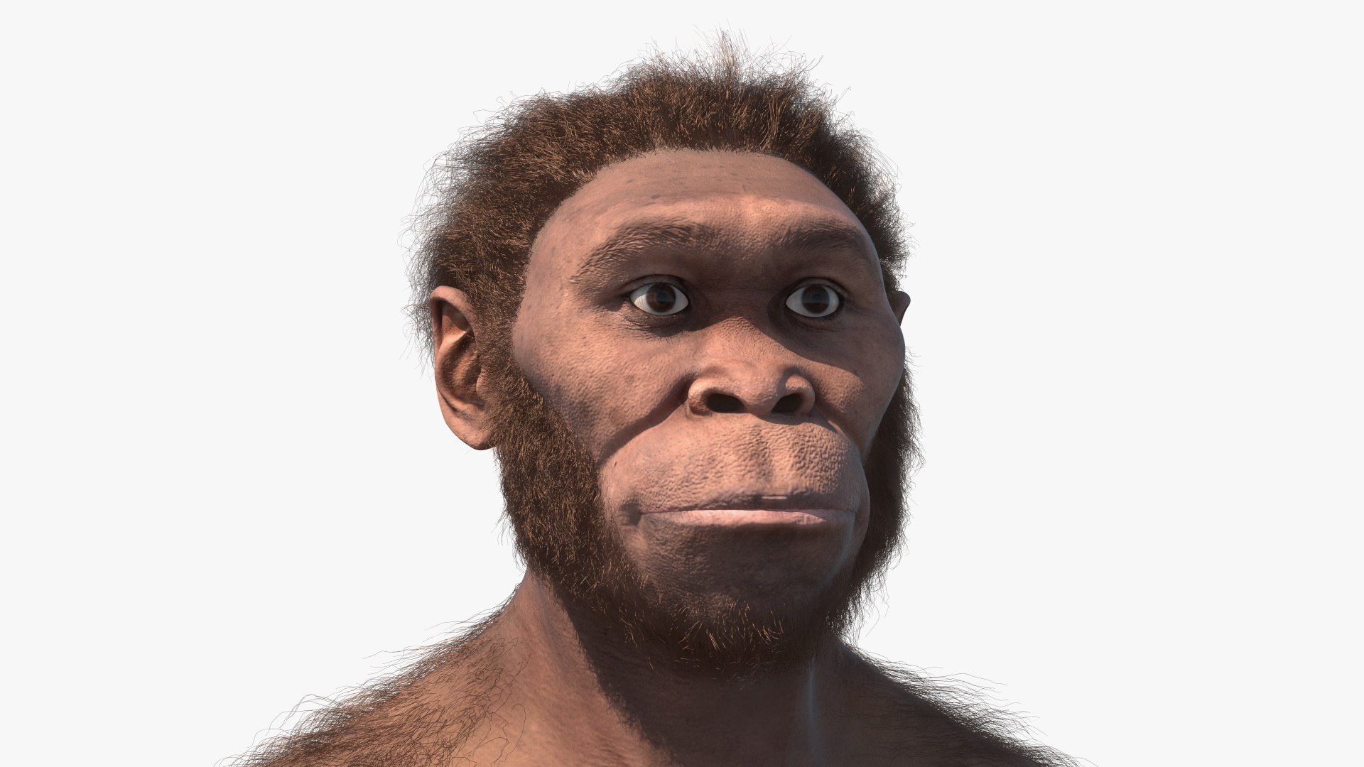 Homo Habilis Walking Pose Fur 3D - TurboSquid 2175503