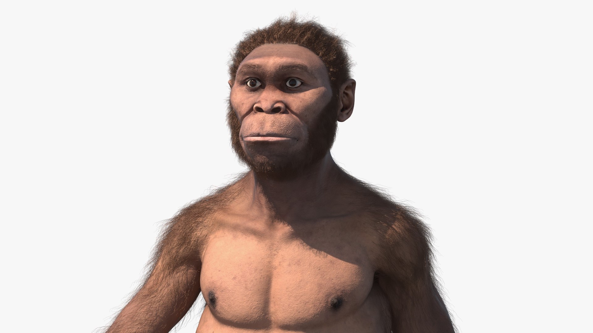 Homo Habilis Walking Pose Fur 3D - TurboSquid 2175503