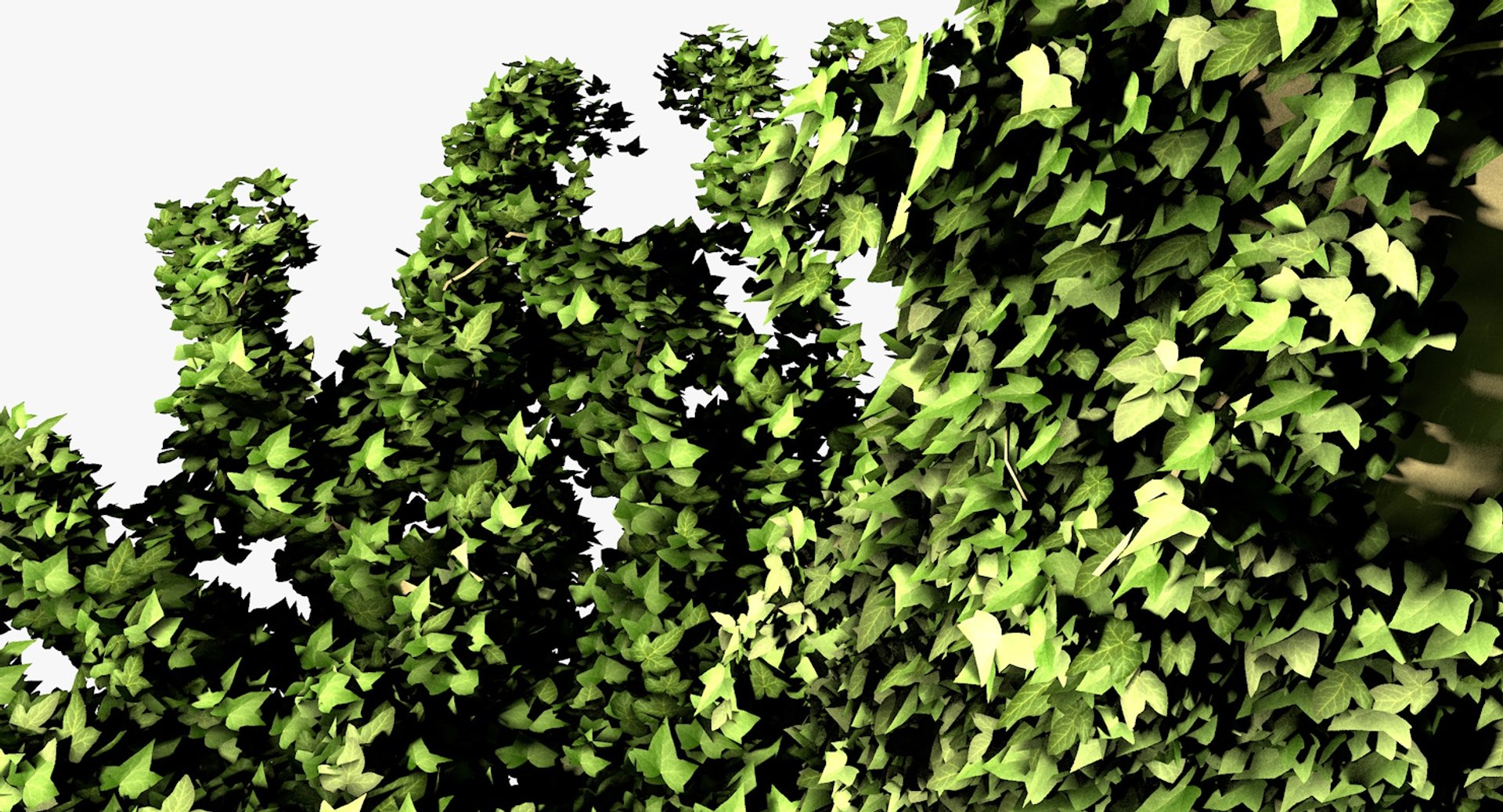 3d Vines Grow