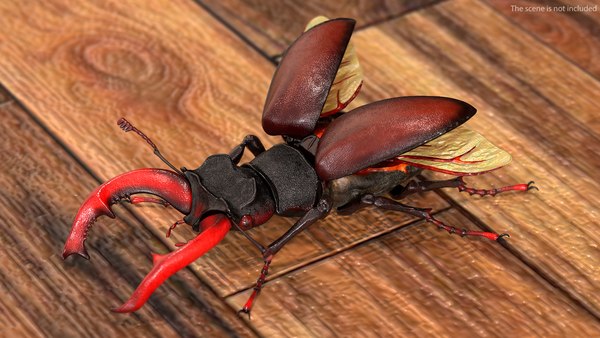 Lucanus cervus stag beetle 3D model - TurboSquid 1511389