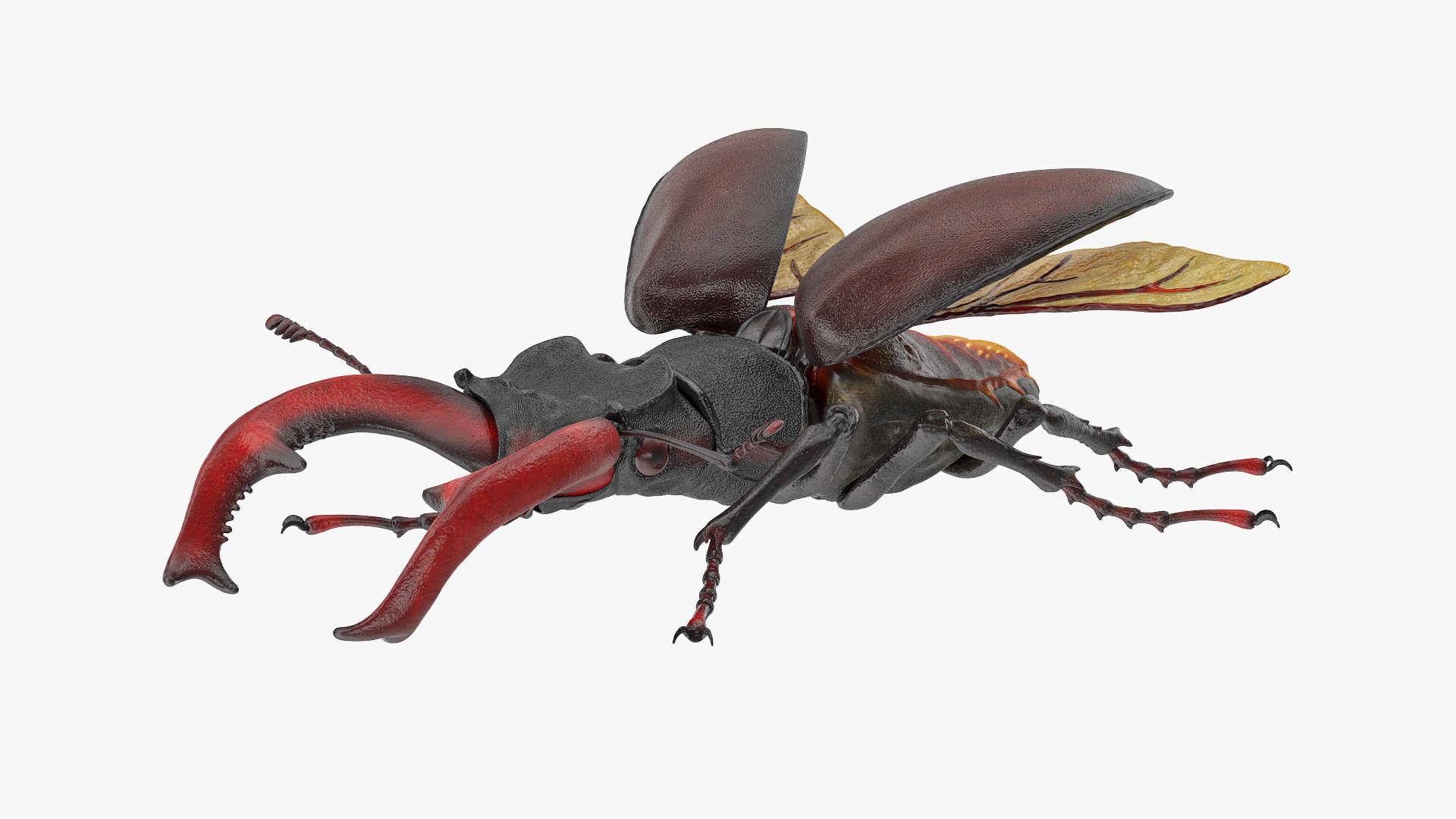 Lucanus Cervus Stag Beetle 3D Model - TurboSquid 1511389