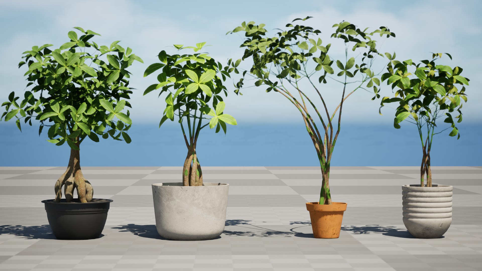 Pachira Aquatica Plant 3D 3D Model - TurboSquid 2269957