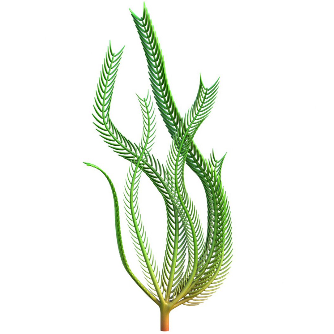 3D Model Seaweed 4 - TurboSquid 2457277