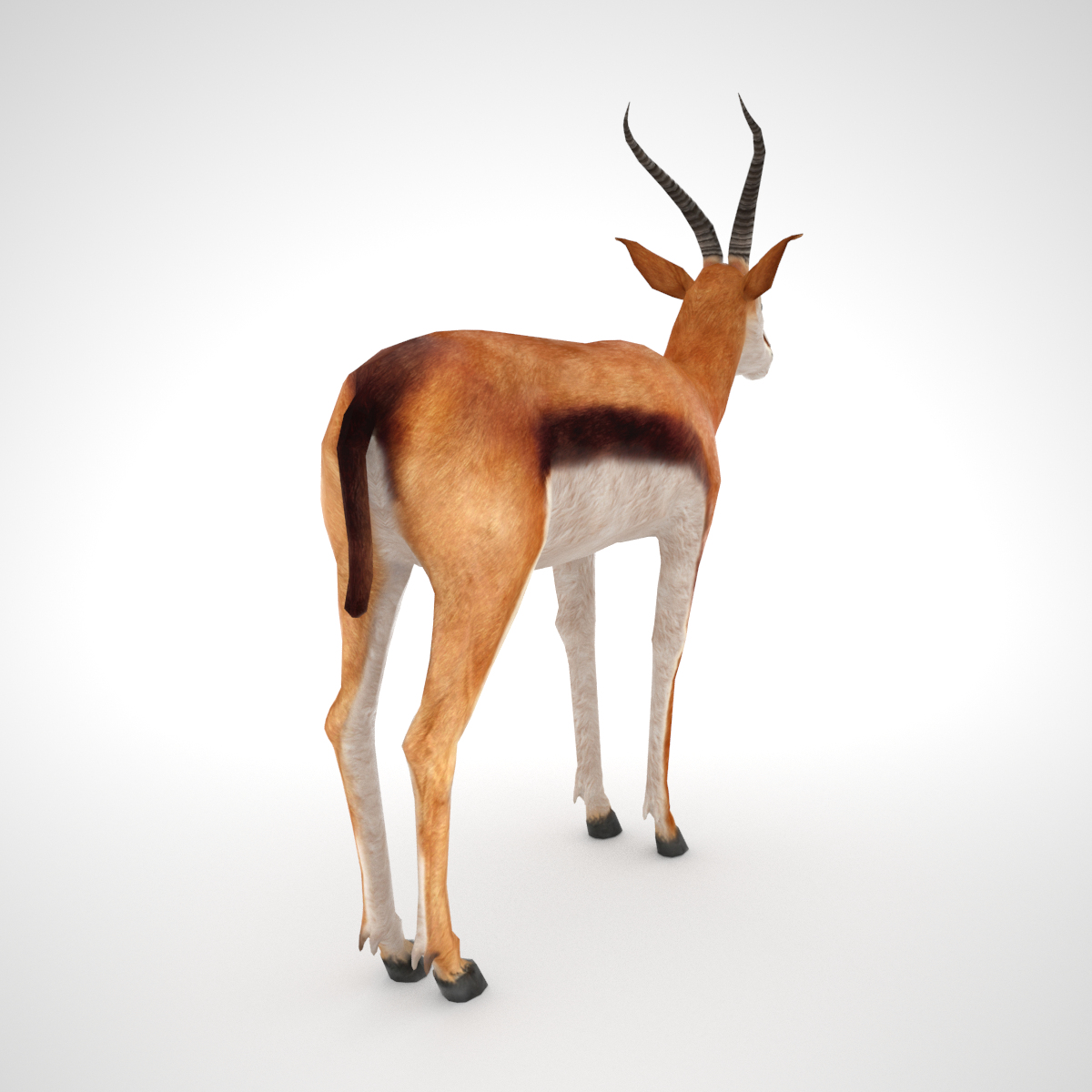 modelo 3d Springbok Low Poly - TurboSquid 1178770
