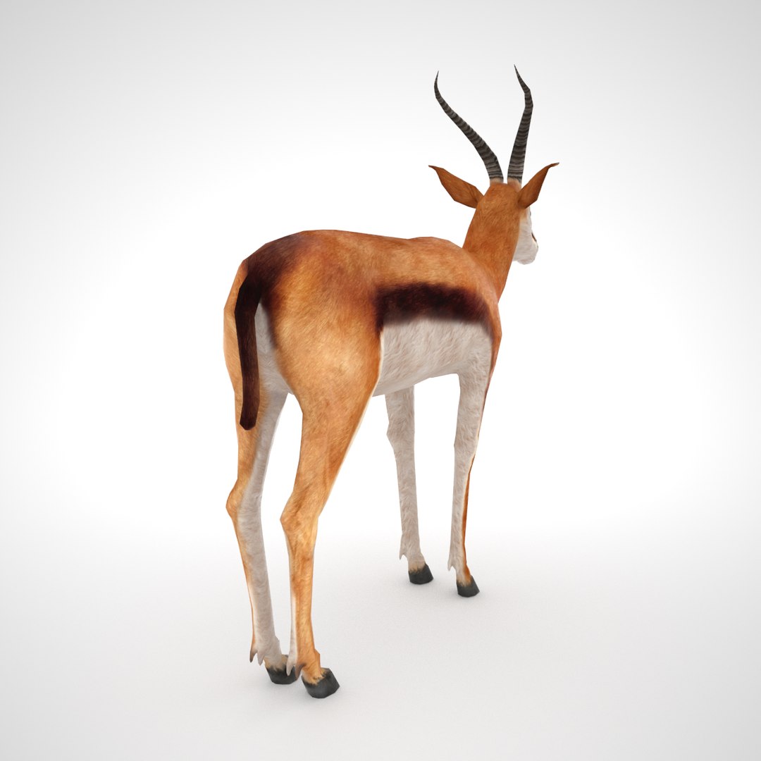 3D Model Springbok - TurboSquid 1178770