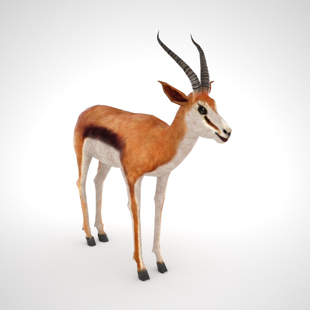 3D Model Springbok - TurboSquid 1178770