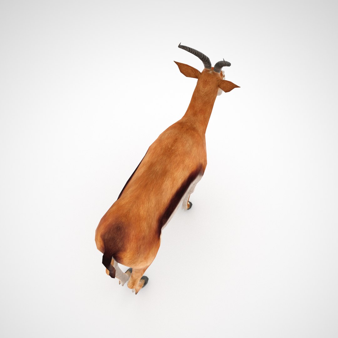 3D Model Springbok - TurboSquid 1178770