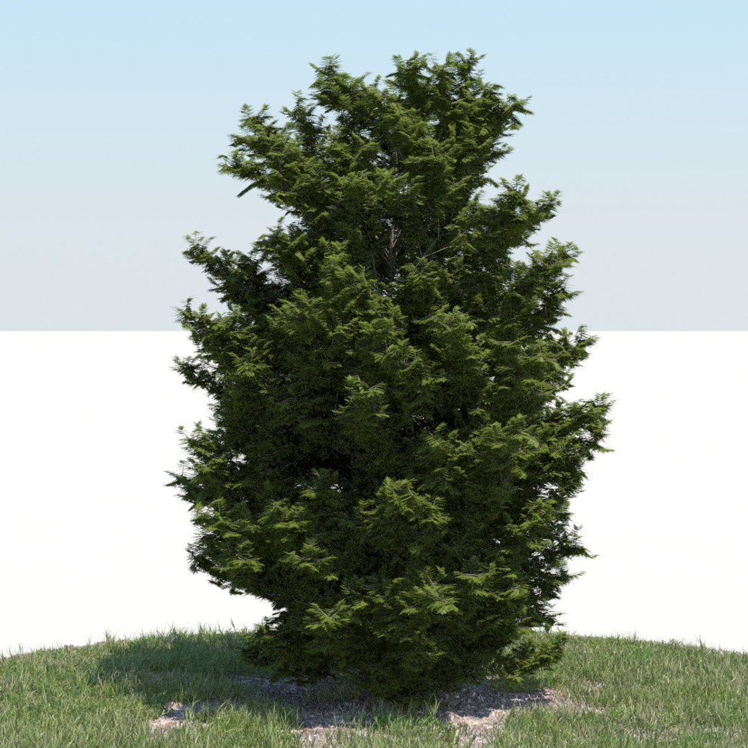 Realistic Thuja Tree 3d Fbx