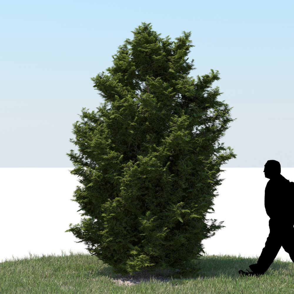 realistic thuja tree 3d fbx