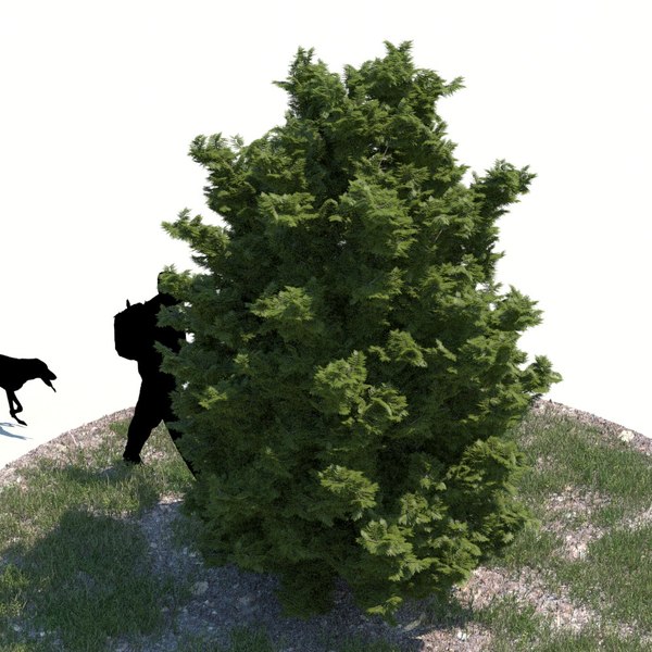 realistic thuja tree 3d fbx