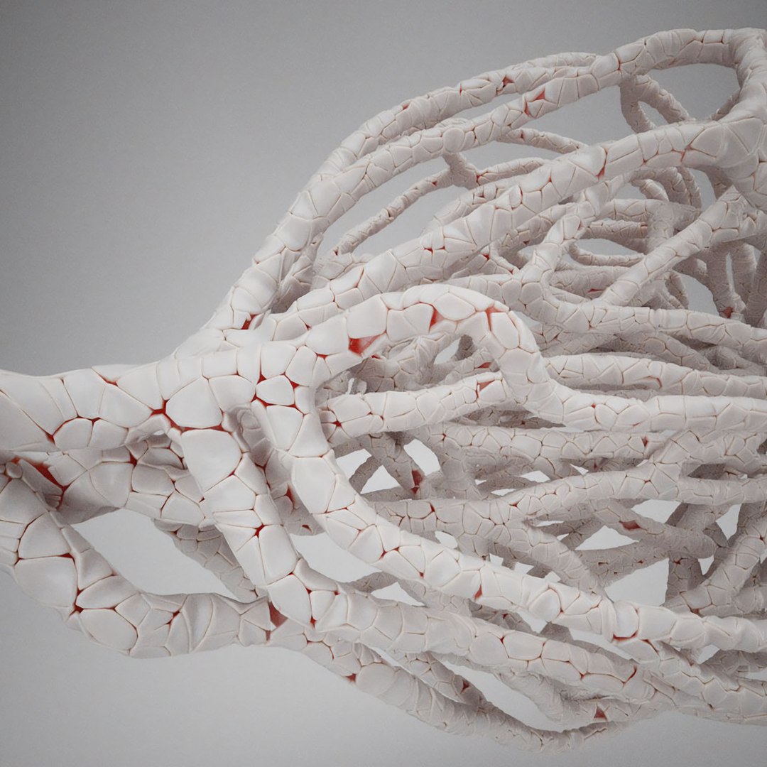 3D Blood Vessel Anatomy - Capillary - TurboSquid 2154018