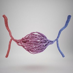 3D Capillary Models - Browse & Download Formats - TurboSquid