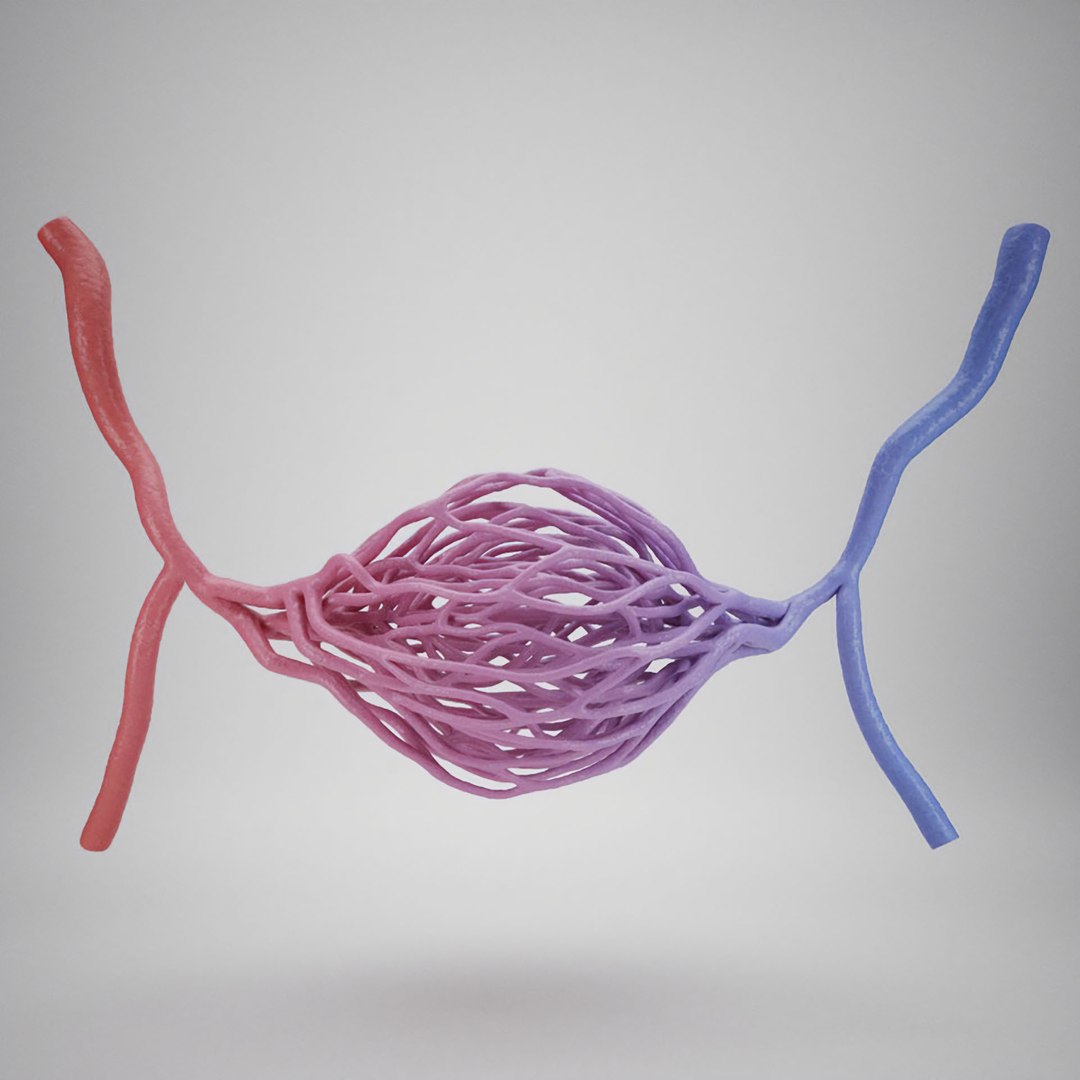 3D Blood Vessel Anatomy - Capillary - TurboSquid 2154018