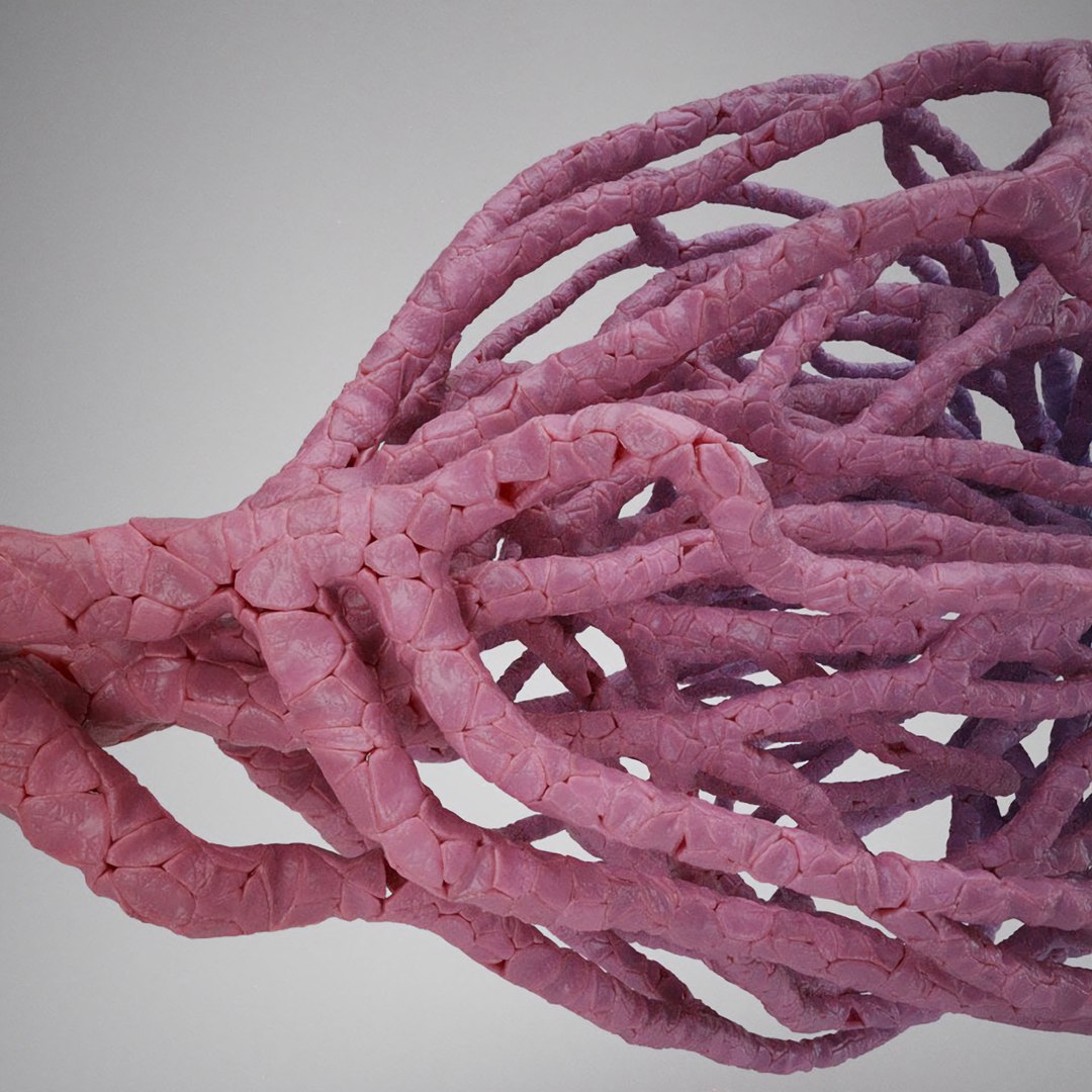 3D Blood Vessel Anatomy - Capillary - TurboSquid 2154018