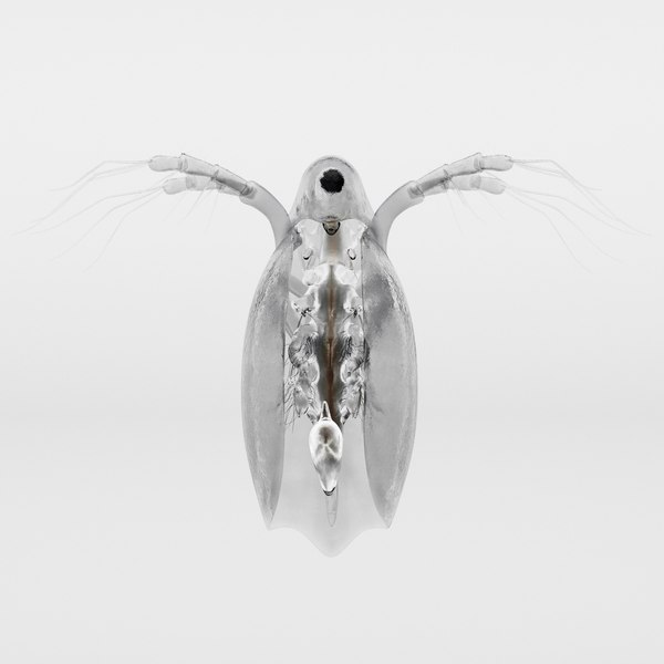 modelo 3d Lynceus Rigged - TurboSquid 2045451