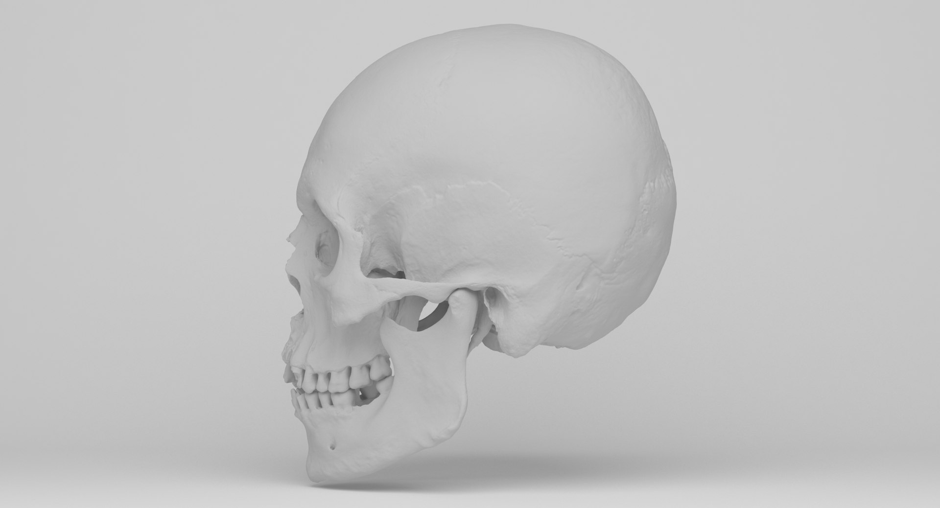 real human skull scan 3d model