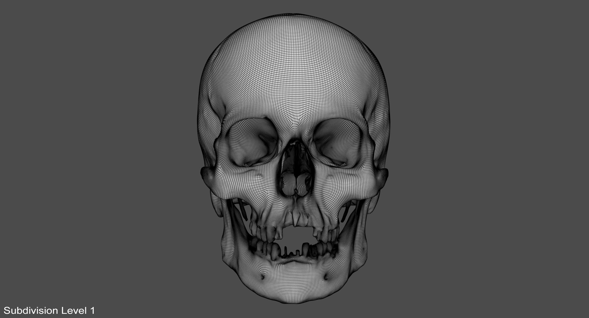real human skull scan 3d model