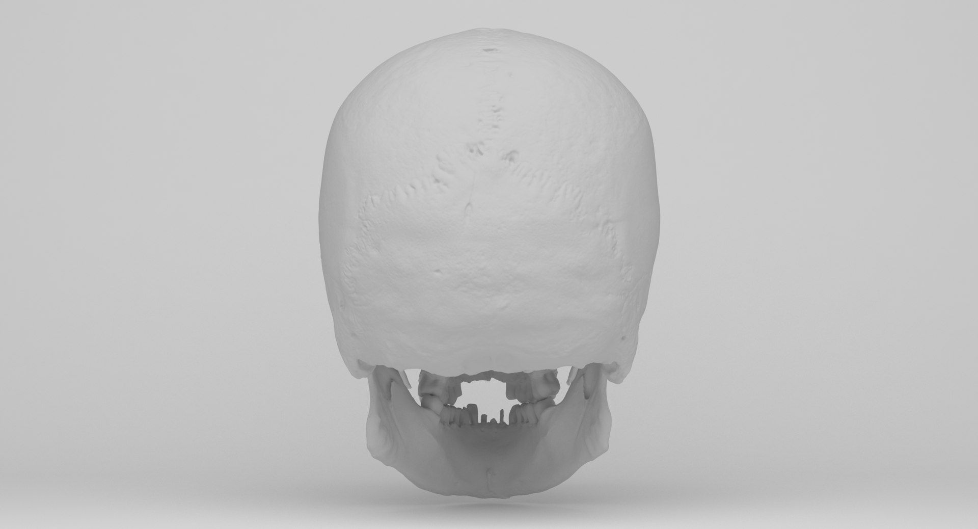 real human skull scan 3d model