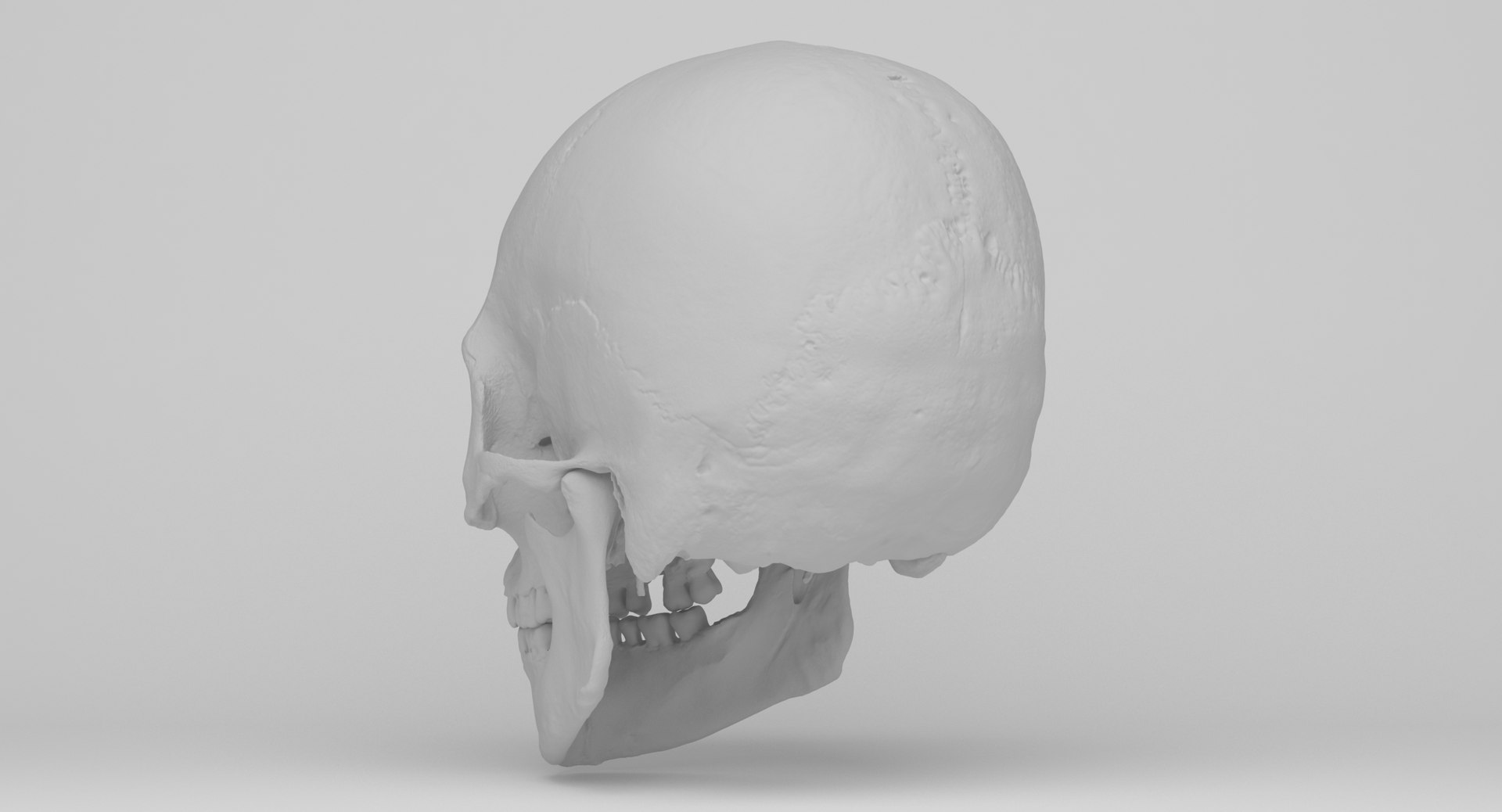 real human skull scan 3d model