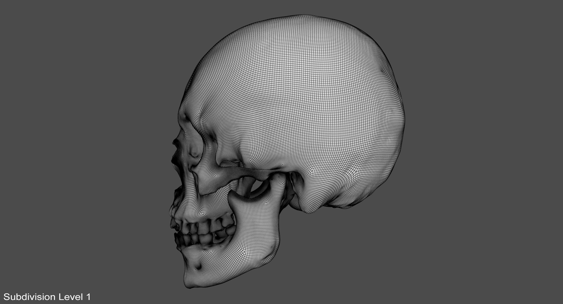 real human skull scan 3d model
