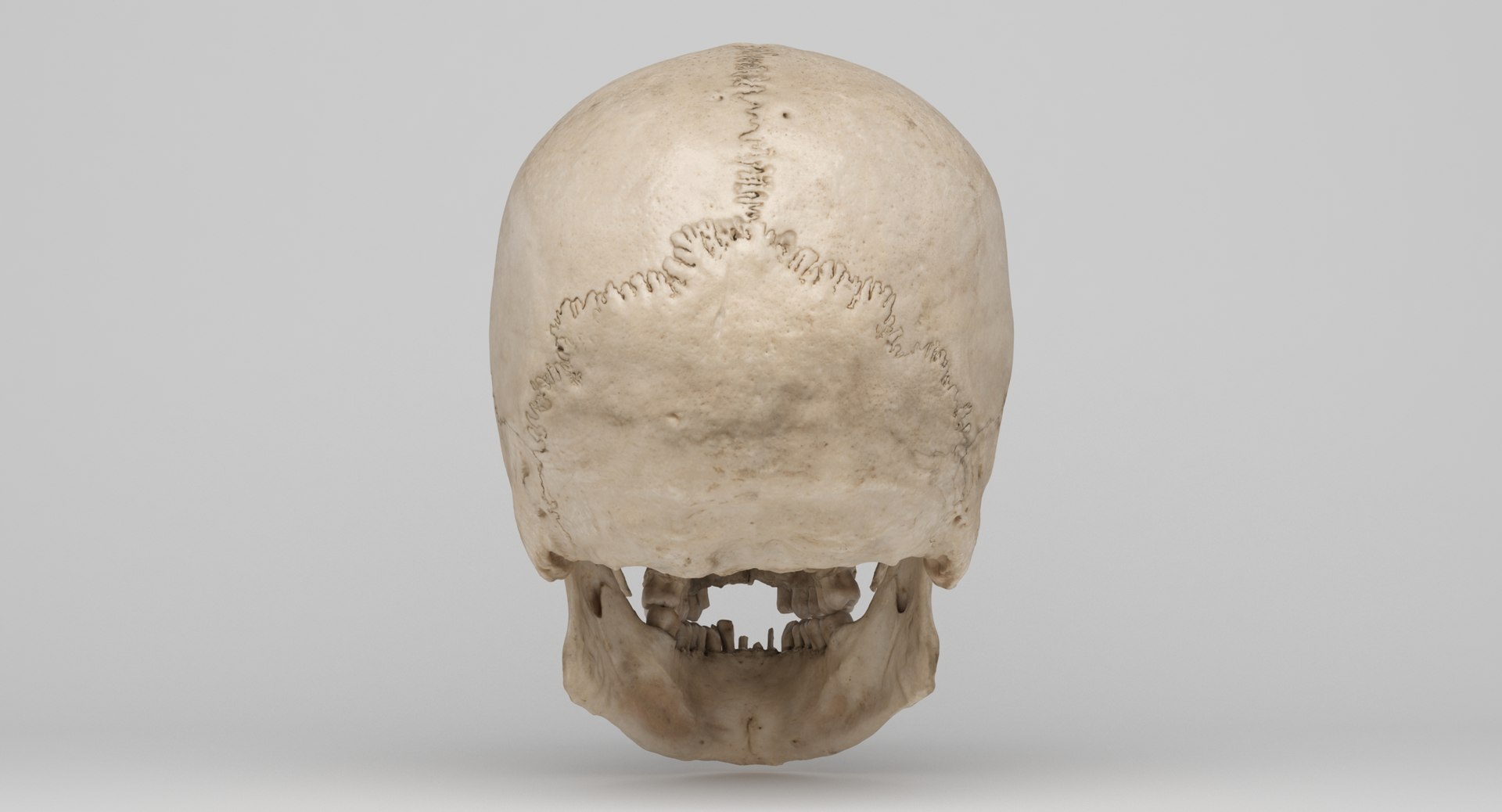 real human skull scan 3d model