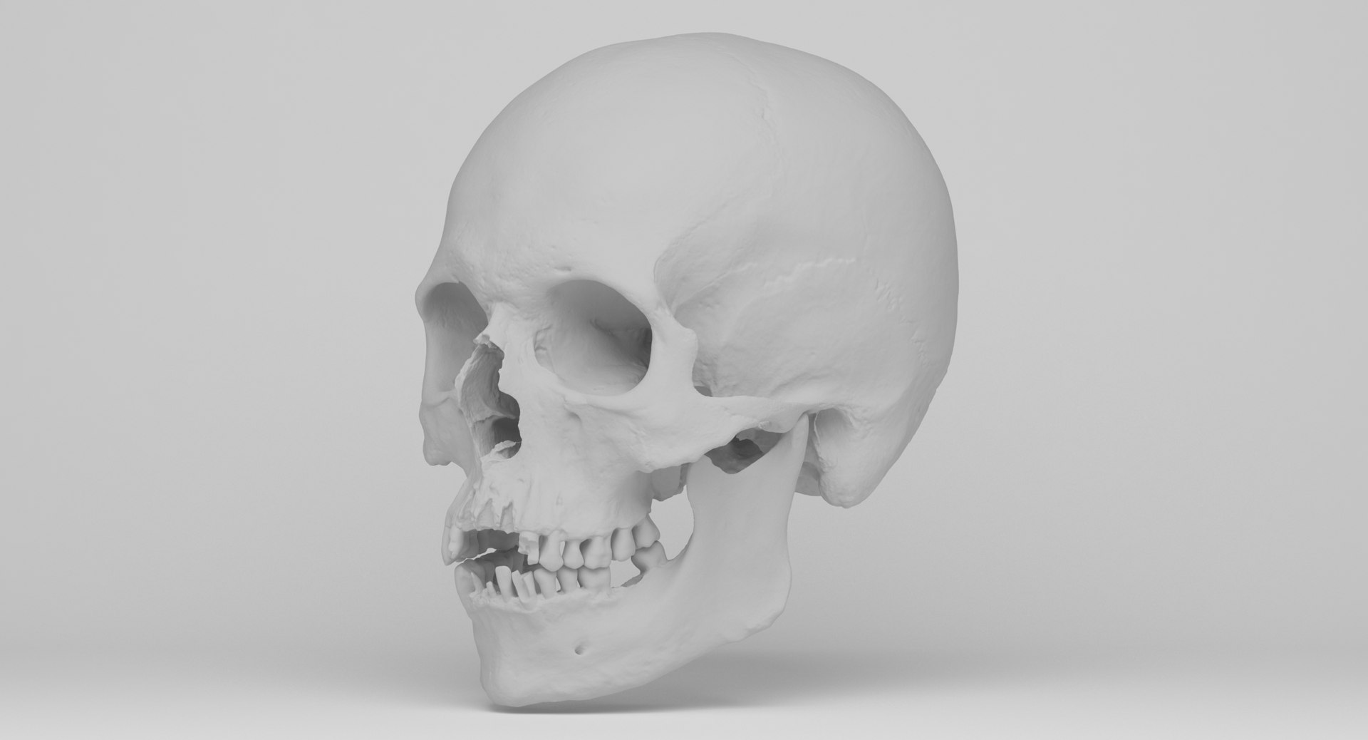 real human skull scan 3d model