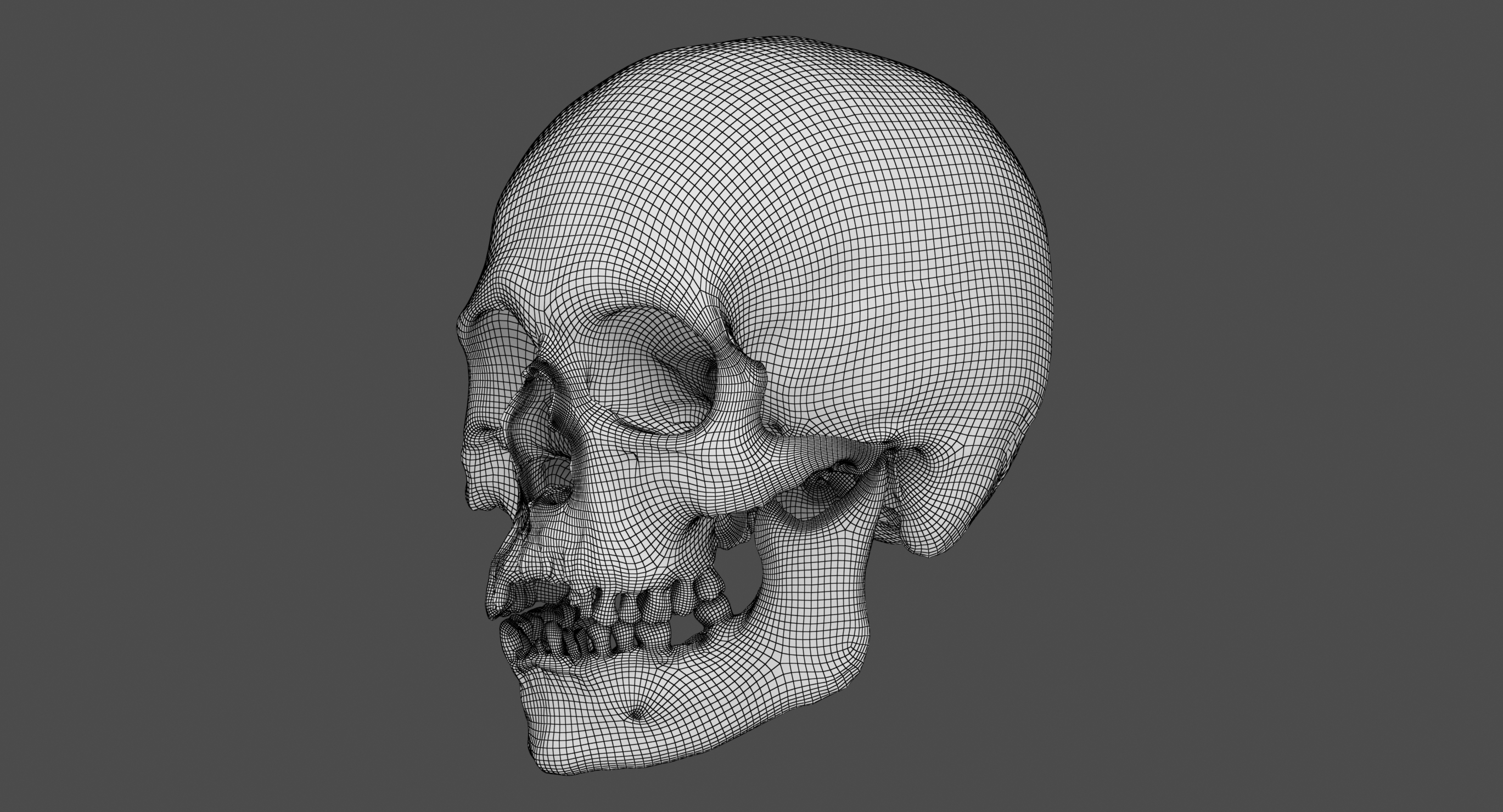 real human skull scan 3d model