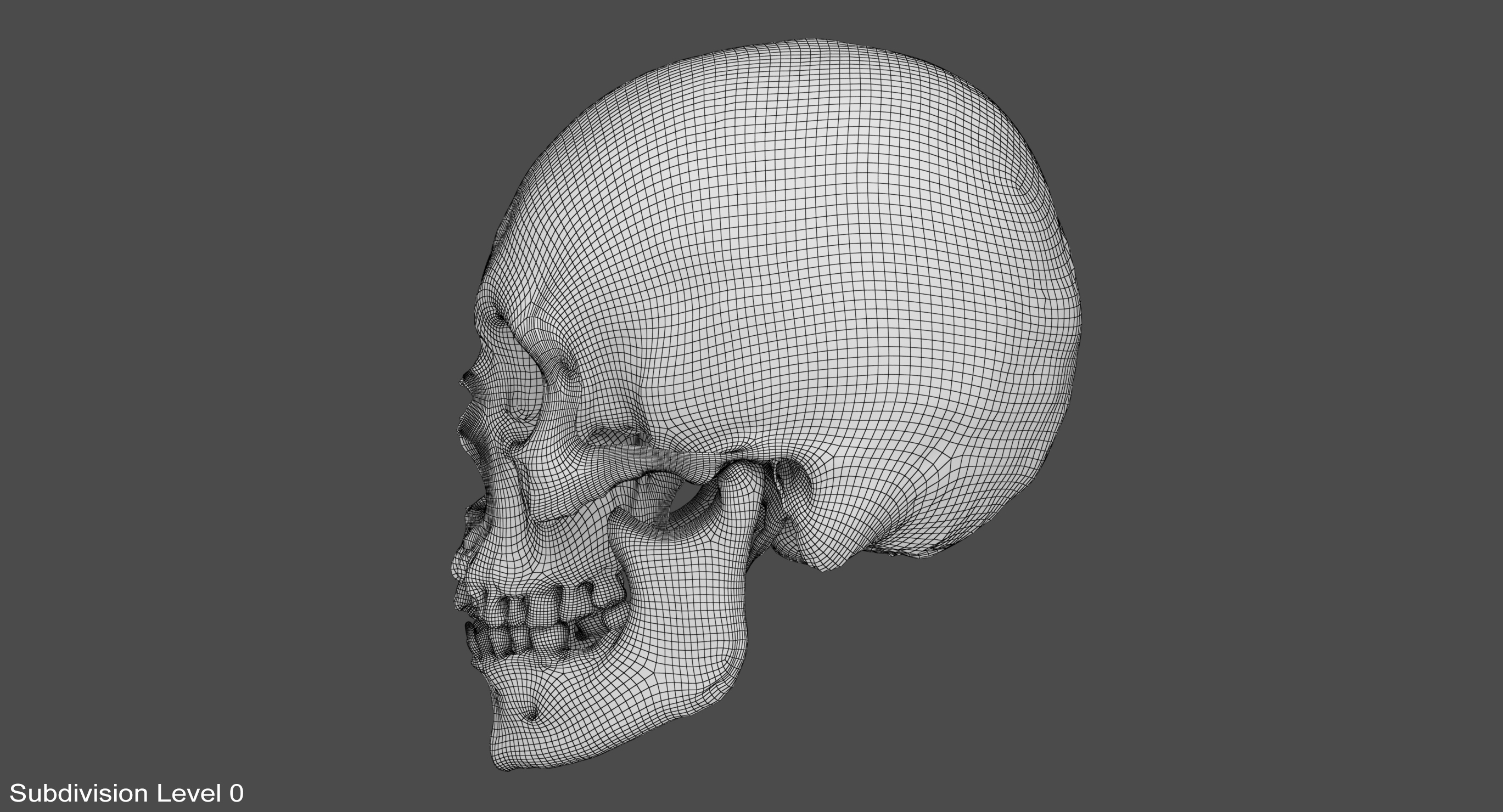 real human skull scan 3d model