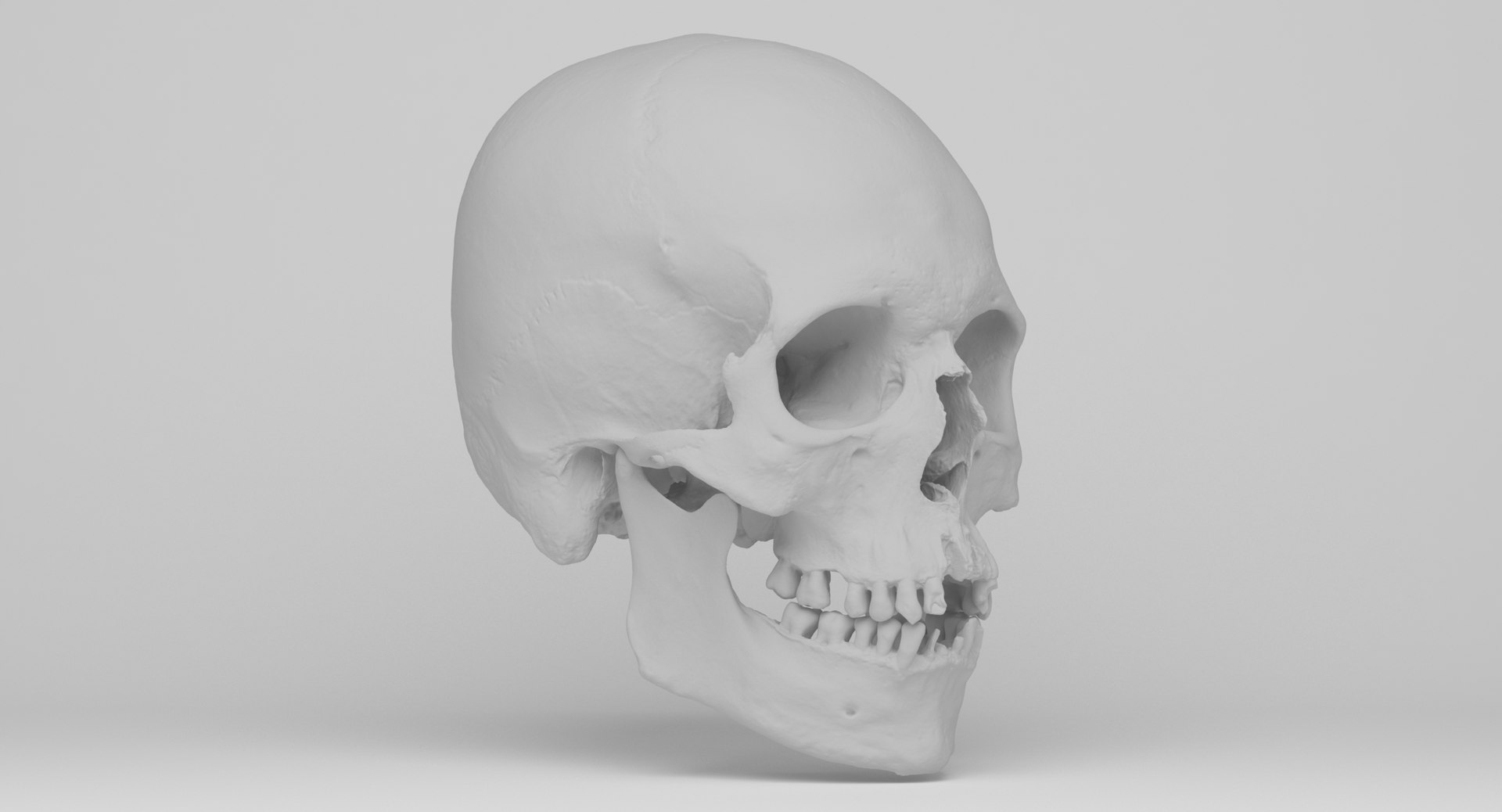 real human skull scan 3d model