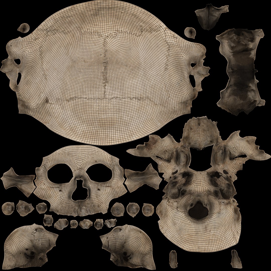 real human skull scan 3d model