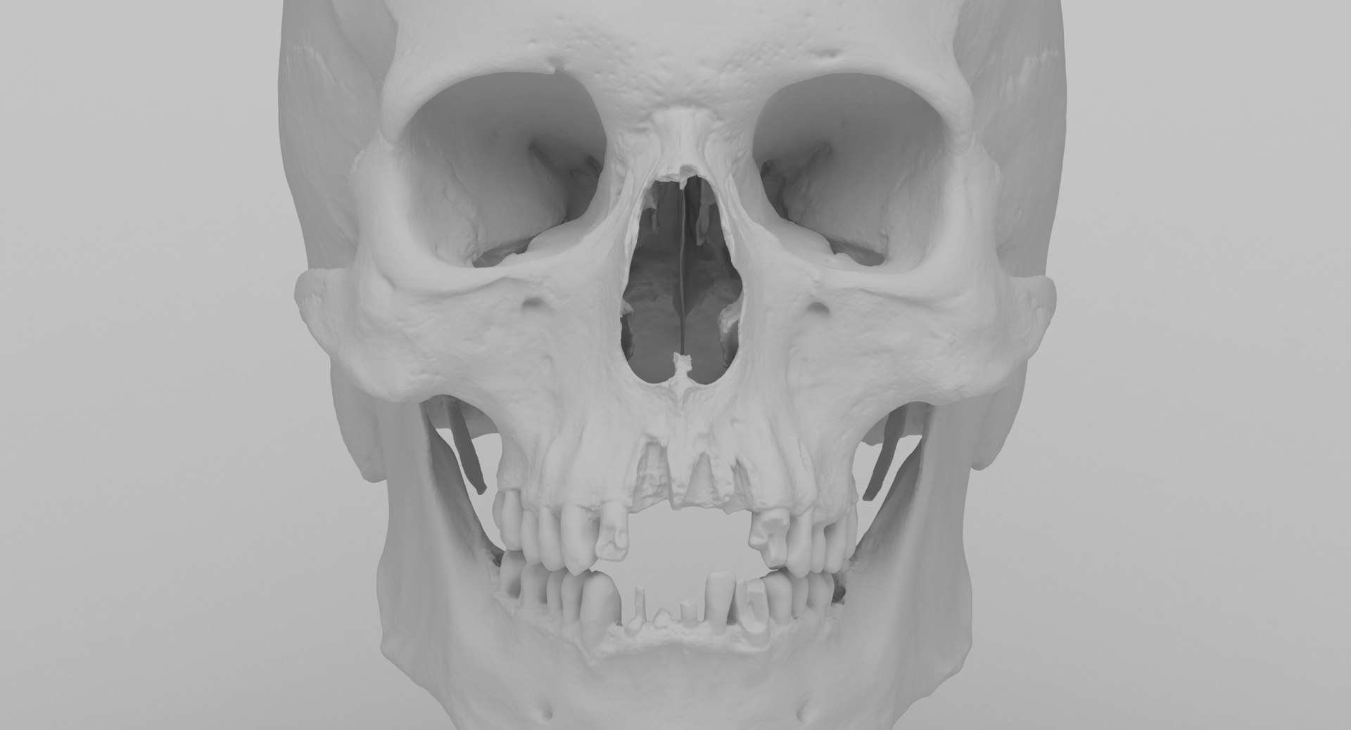 real human skull scan 3d model
