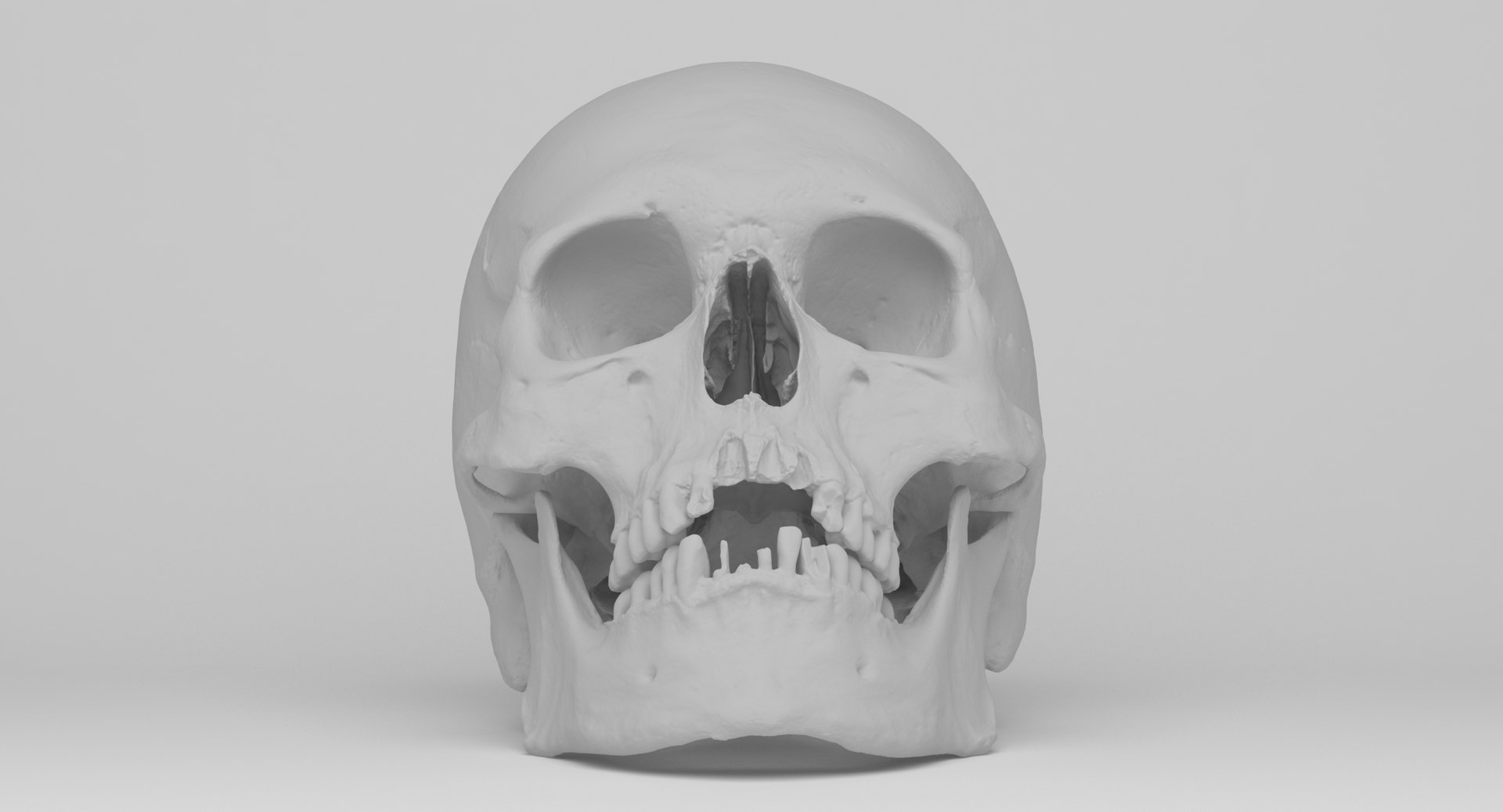 real human skull scan 3d model