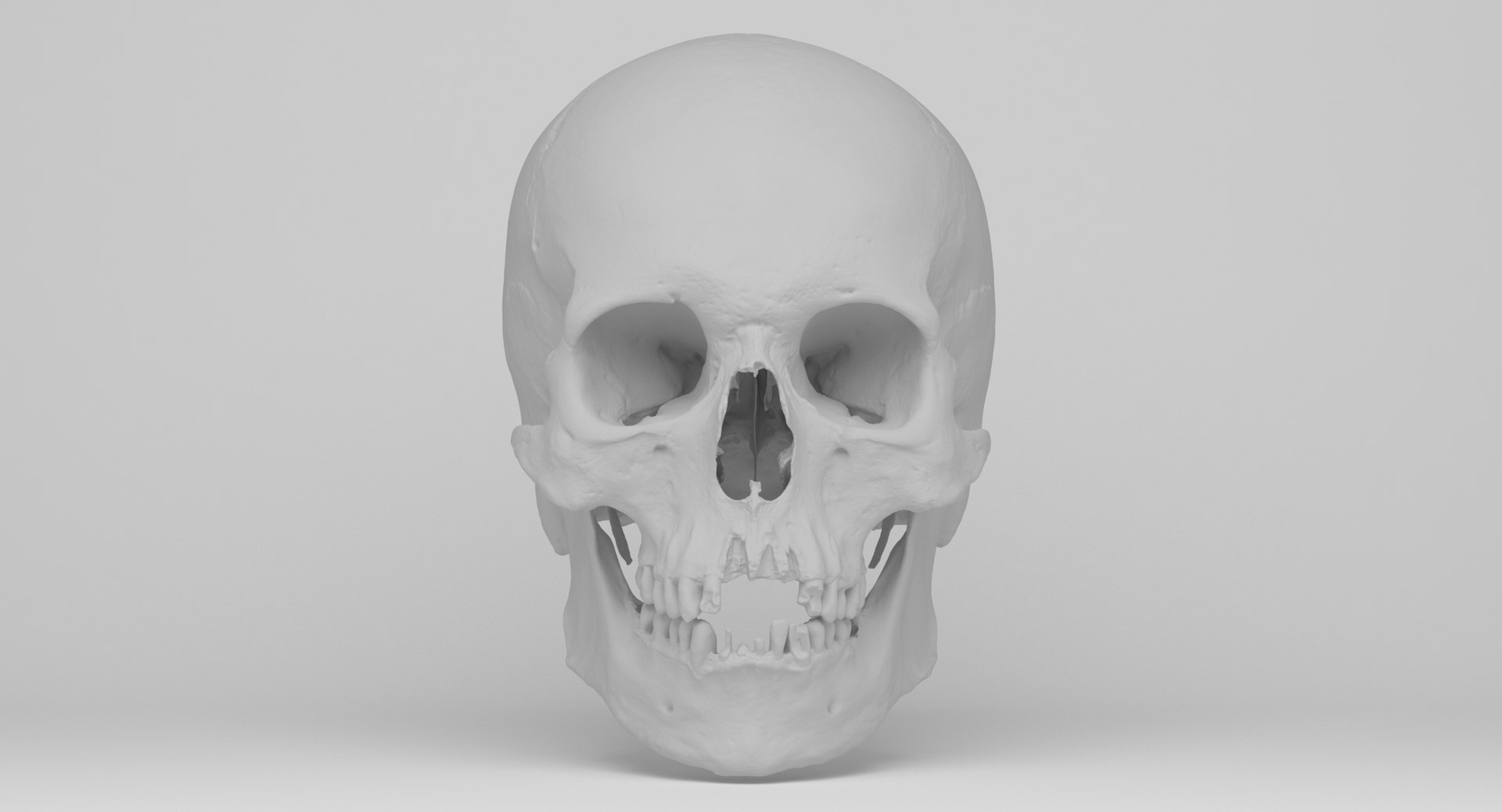 real human skull scan 3d model
