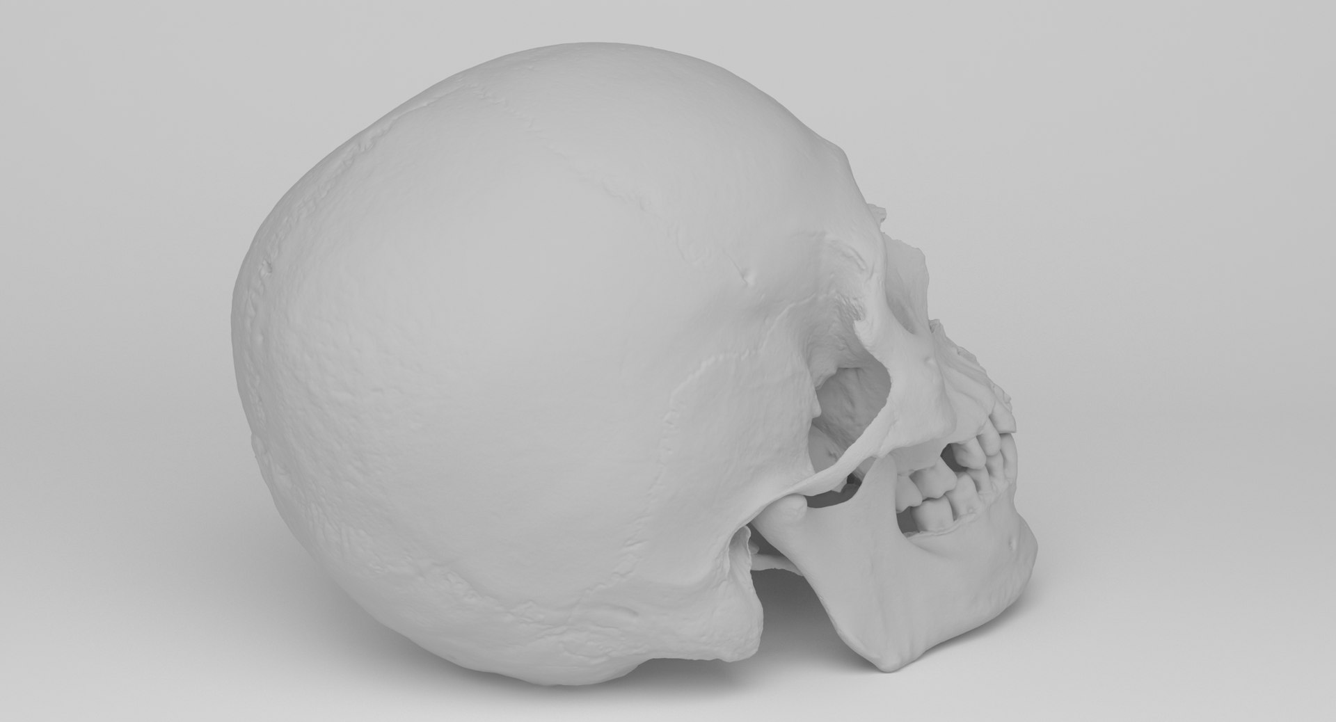 real human skull scan 3d model