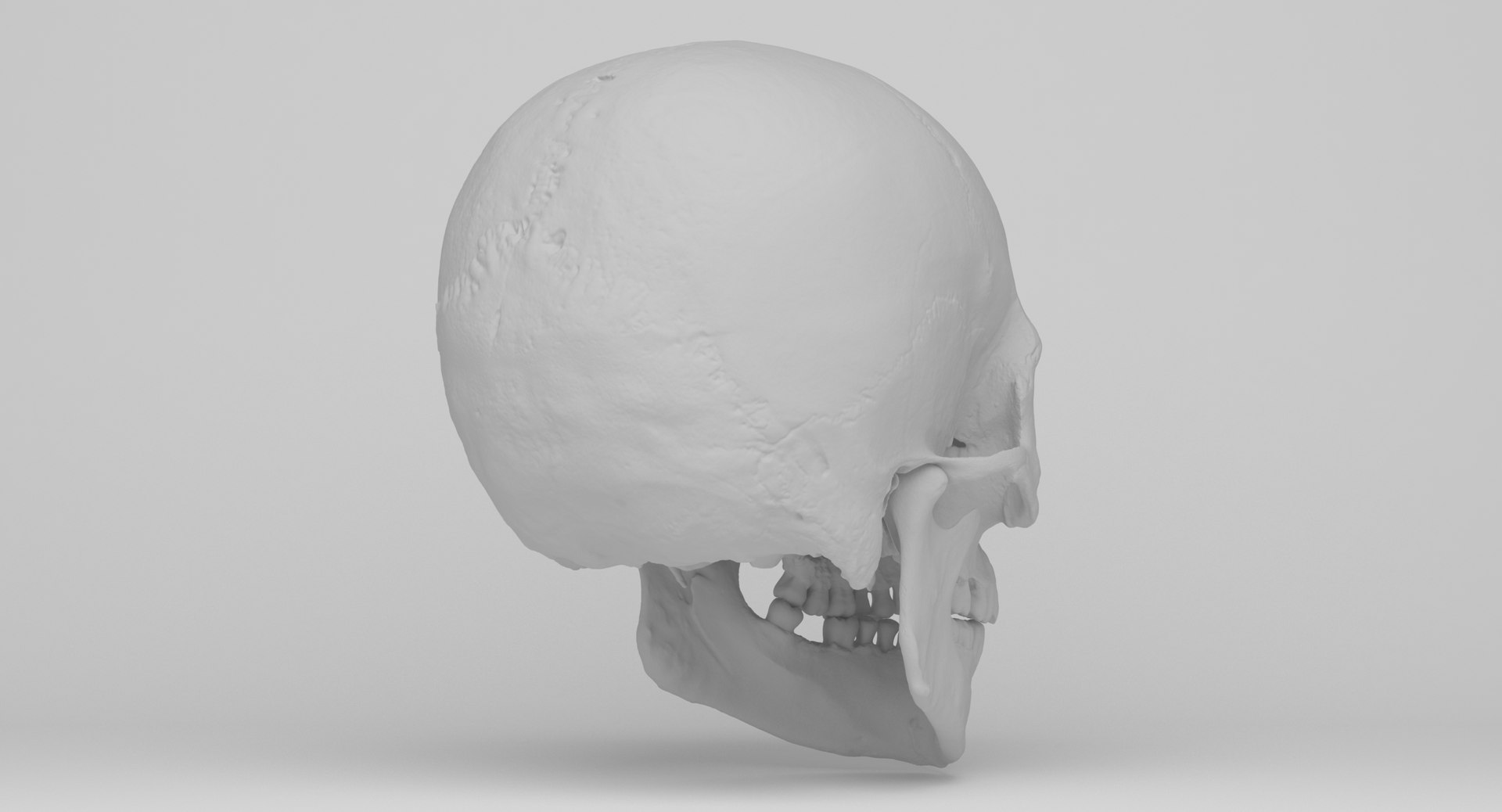 real human skull scan 3d model