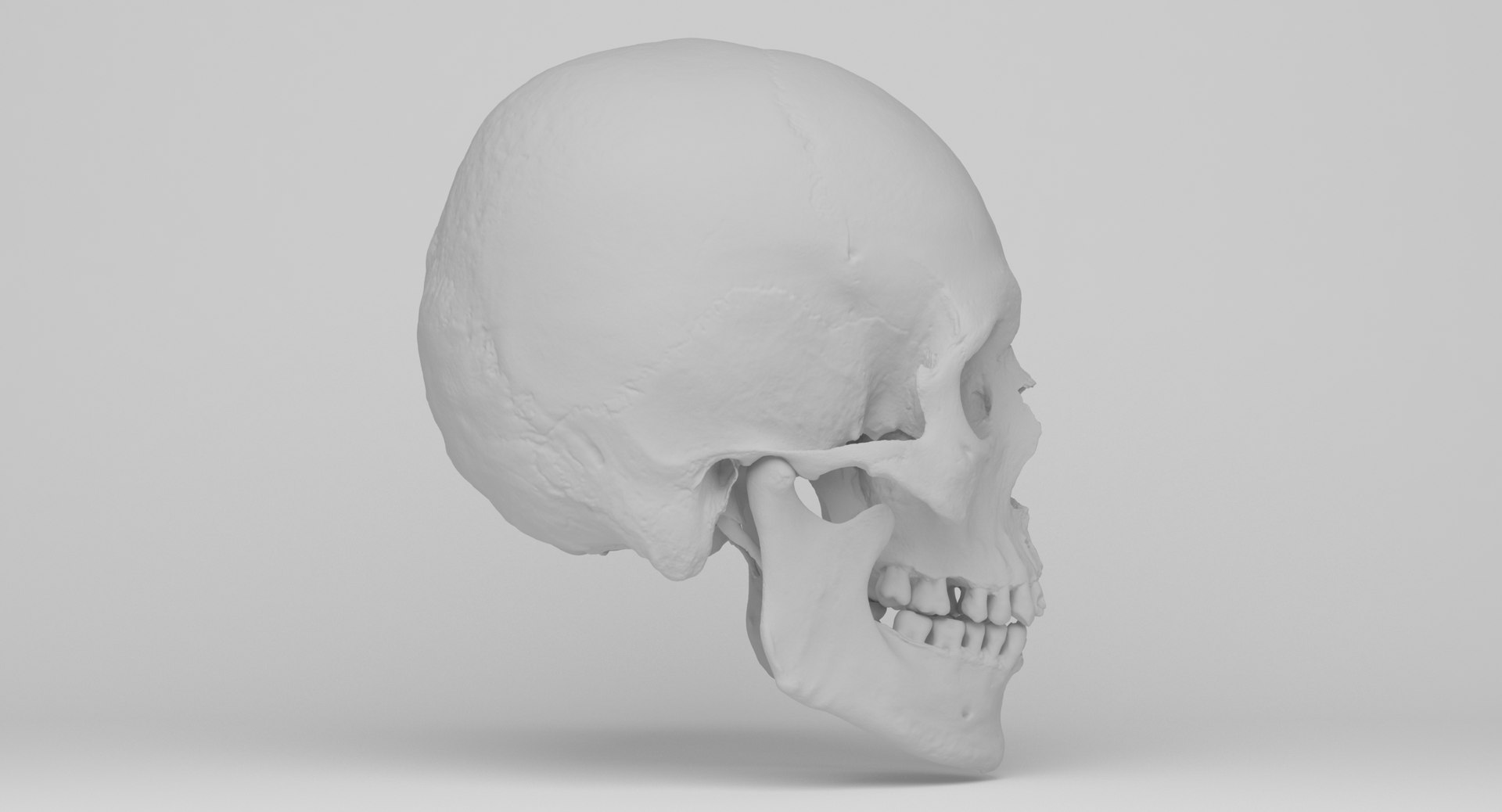 real human skull scan 3d model