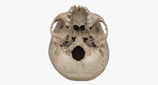 real human skull scan 3d model