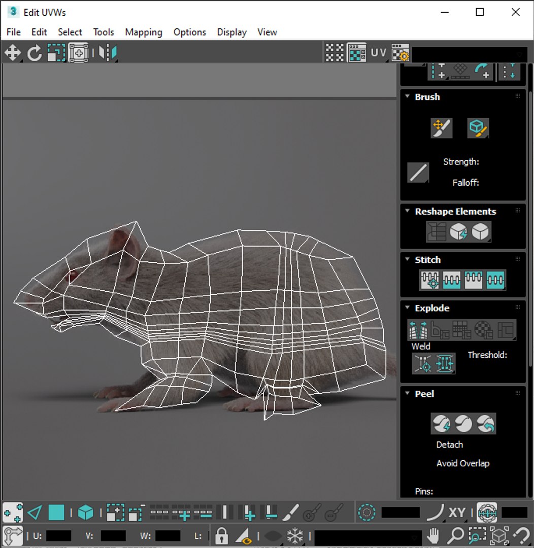 Mouse Model - TurboSquid 1923676