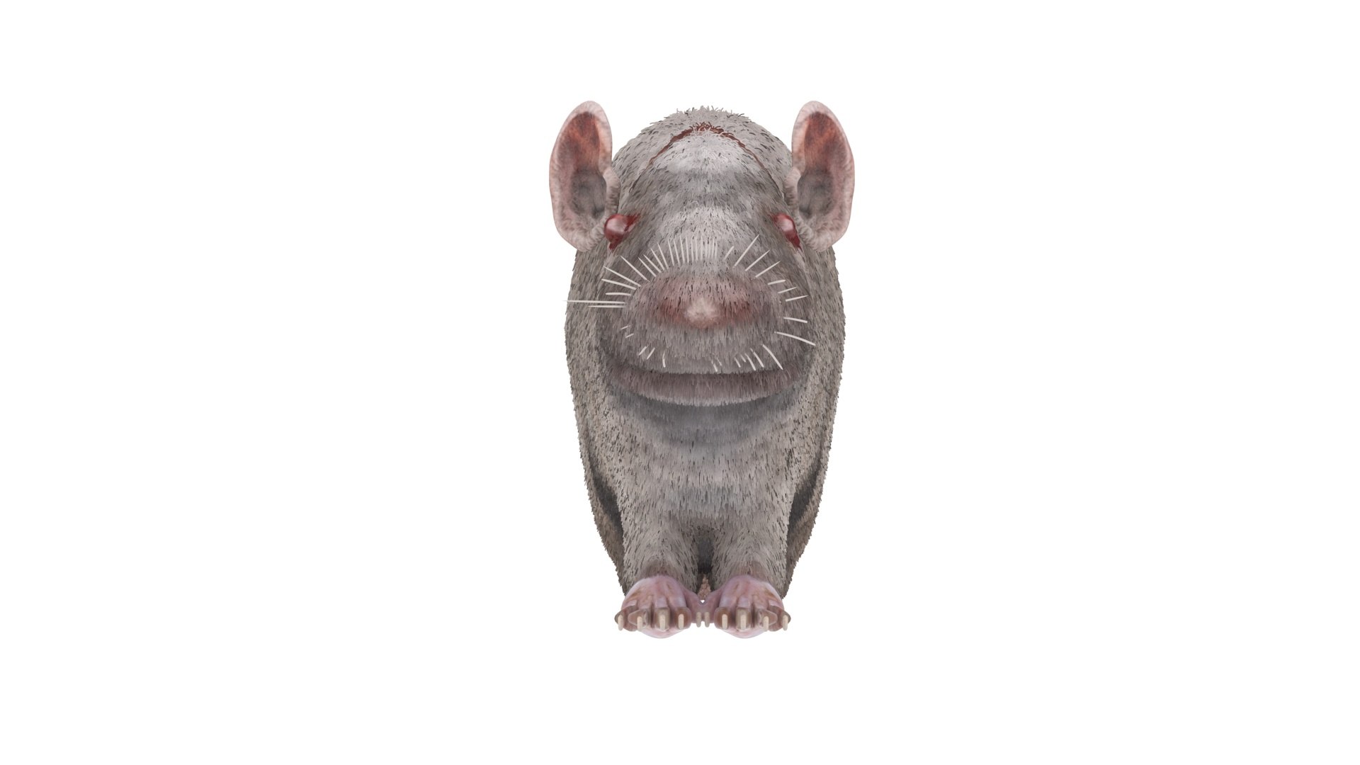 Mouse Model - TurboSquid 1923676