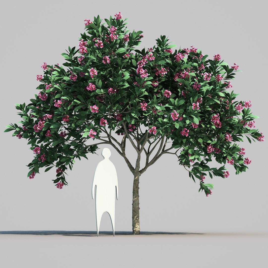 3 Flower 10 Tree 3d Model