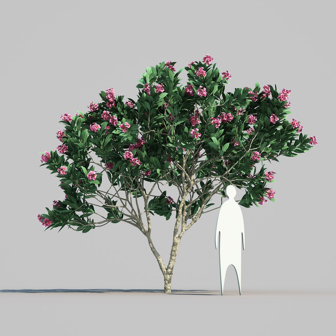 3 Flower 10 Tree 3d Model