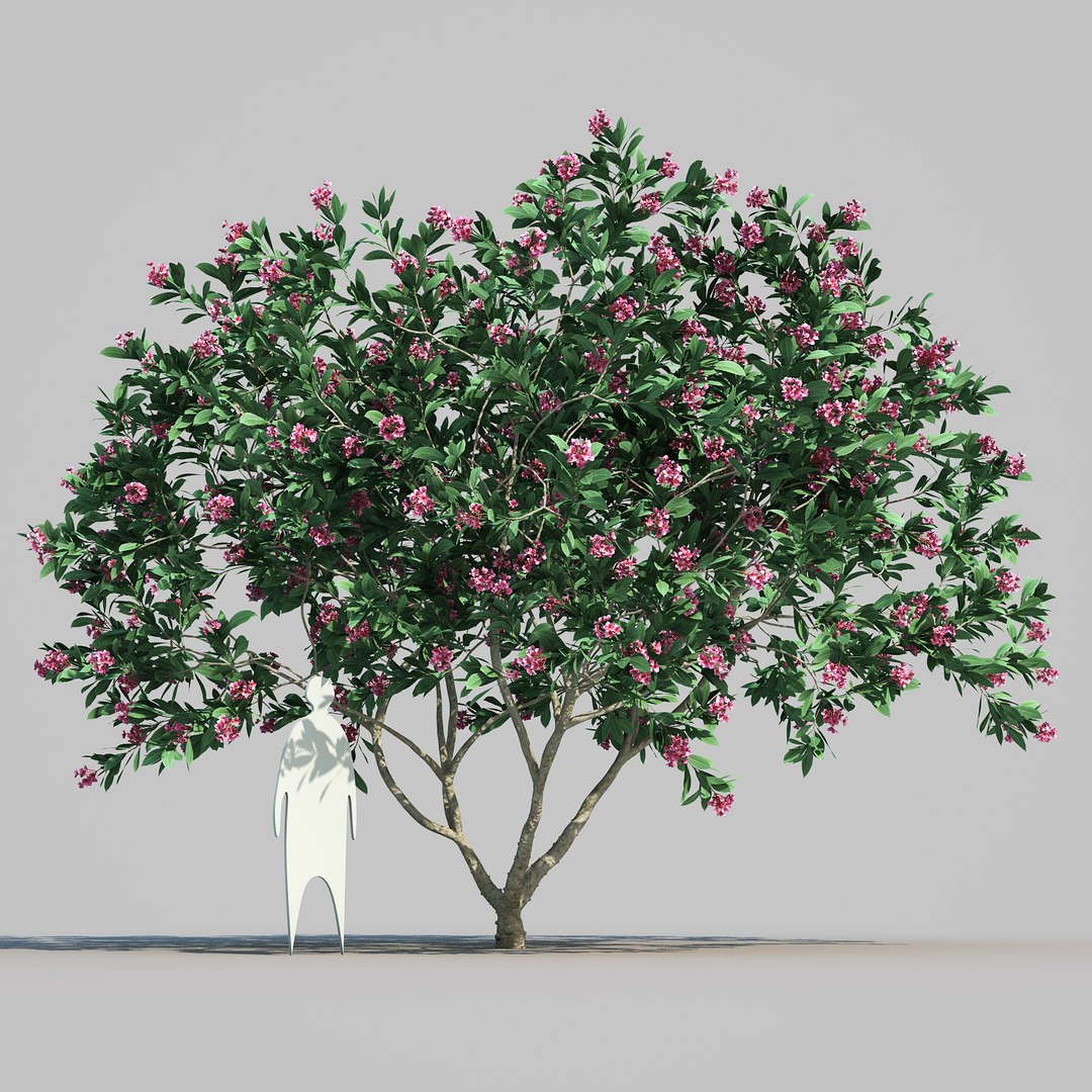 3 Flower 10 Tree 3d Model