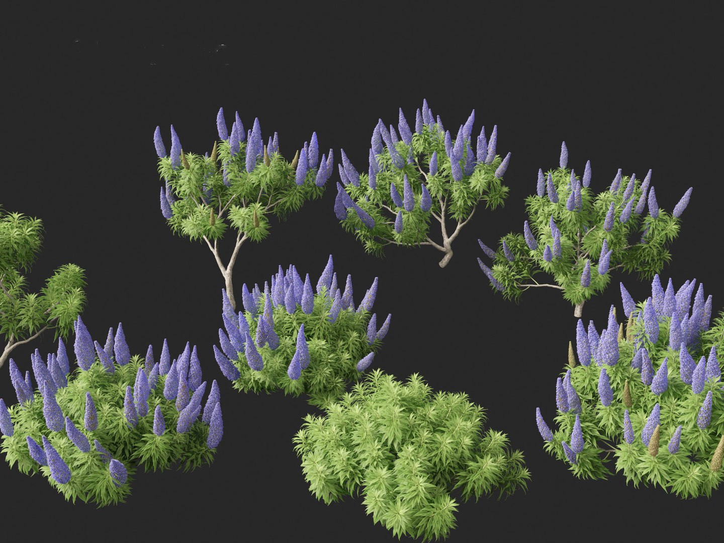 Echium candicans - Pride of Madeira 3D - TurboSquid 2145193
