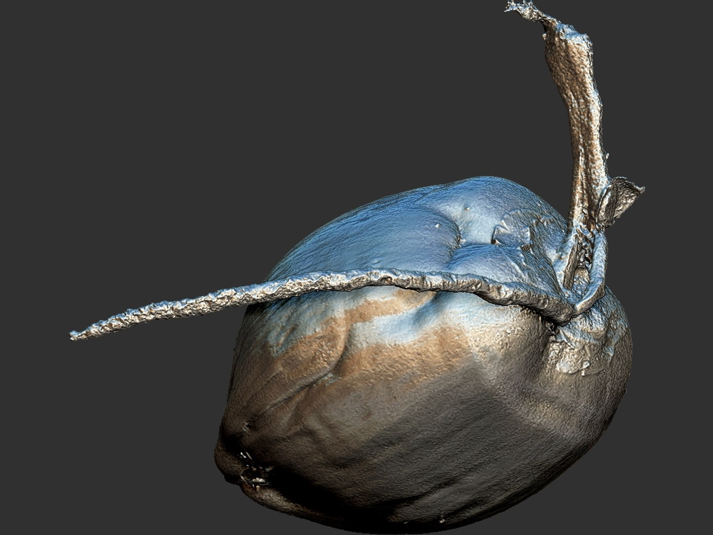 3D real coconut 8k model - TurboSquid 1253469