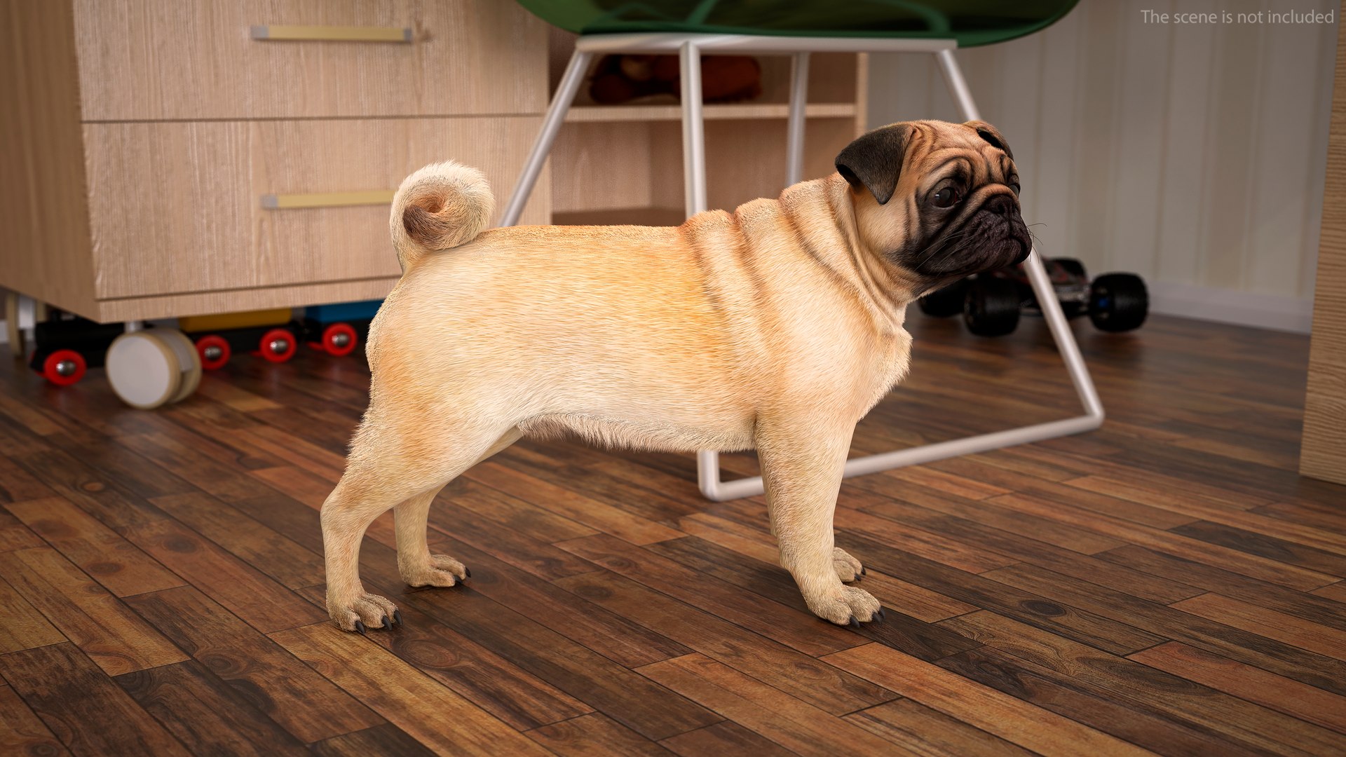 3D Model Pug Dog Fur - TurboSquid 1681961